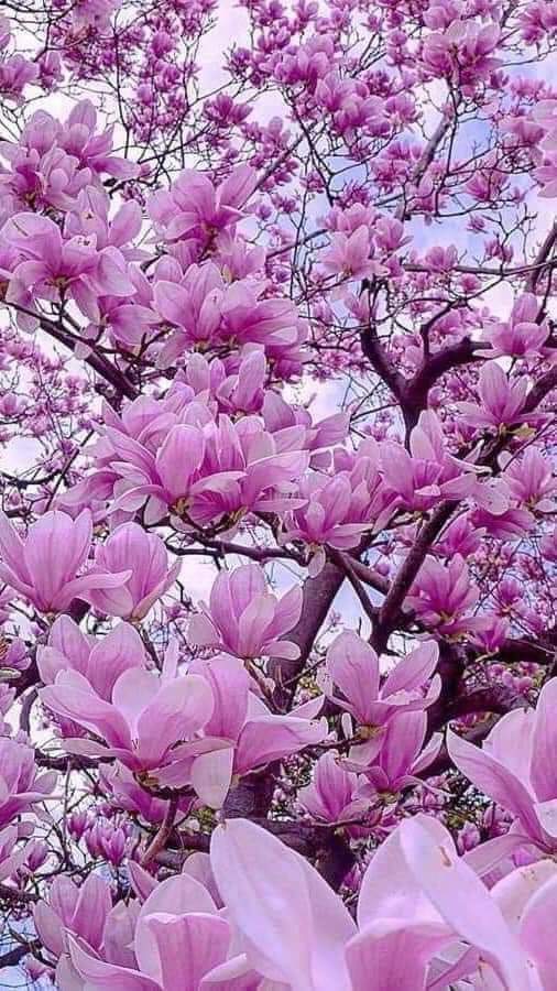 Jappy - Deine Online-Community