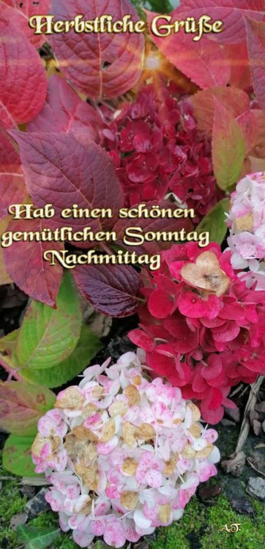 Jappy - Deine Online-Community