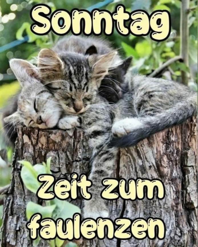 Jappy - Deine Online-Community