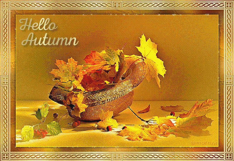 Jappy - Deine Online-Community