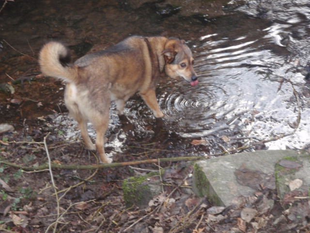 Jappy - Deine Online-Community